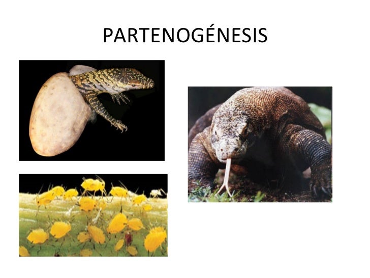 La reproducción en los animales