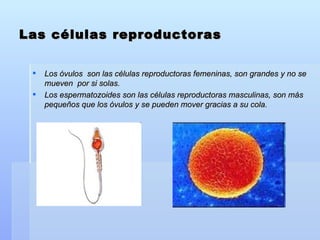 La reproducción humana | PPT