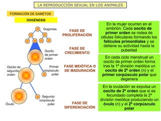 La Reproducción Sexual En Animales 2008 9 | PPT