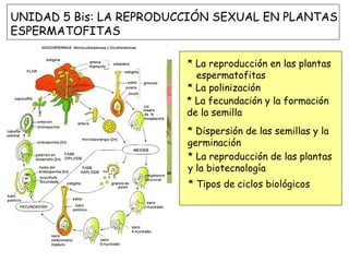 Reproduccion En Plantas Por Semilla