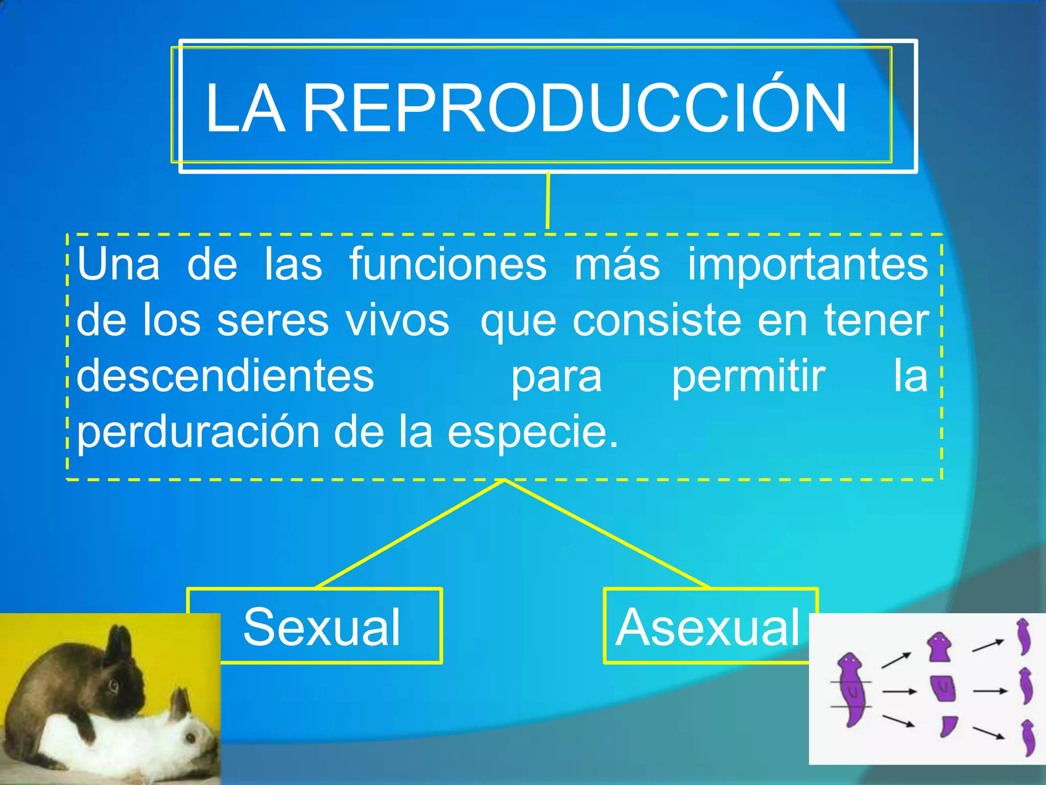 La Reproducción Sex Y Asex Ppt 