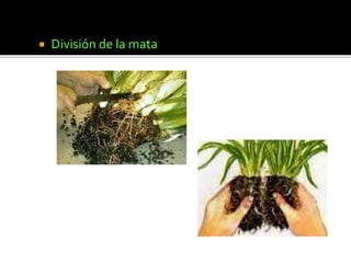 La reproduccion en las plantas | PPT