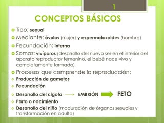 La reproducción en los seres humanos | PPTX