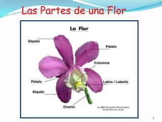 La reproduccion sexual de las plantas | PPSX