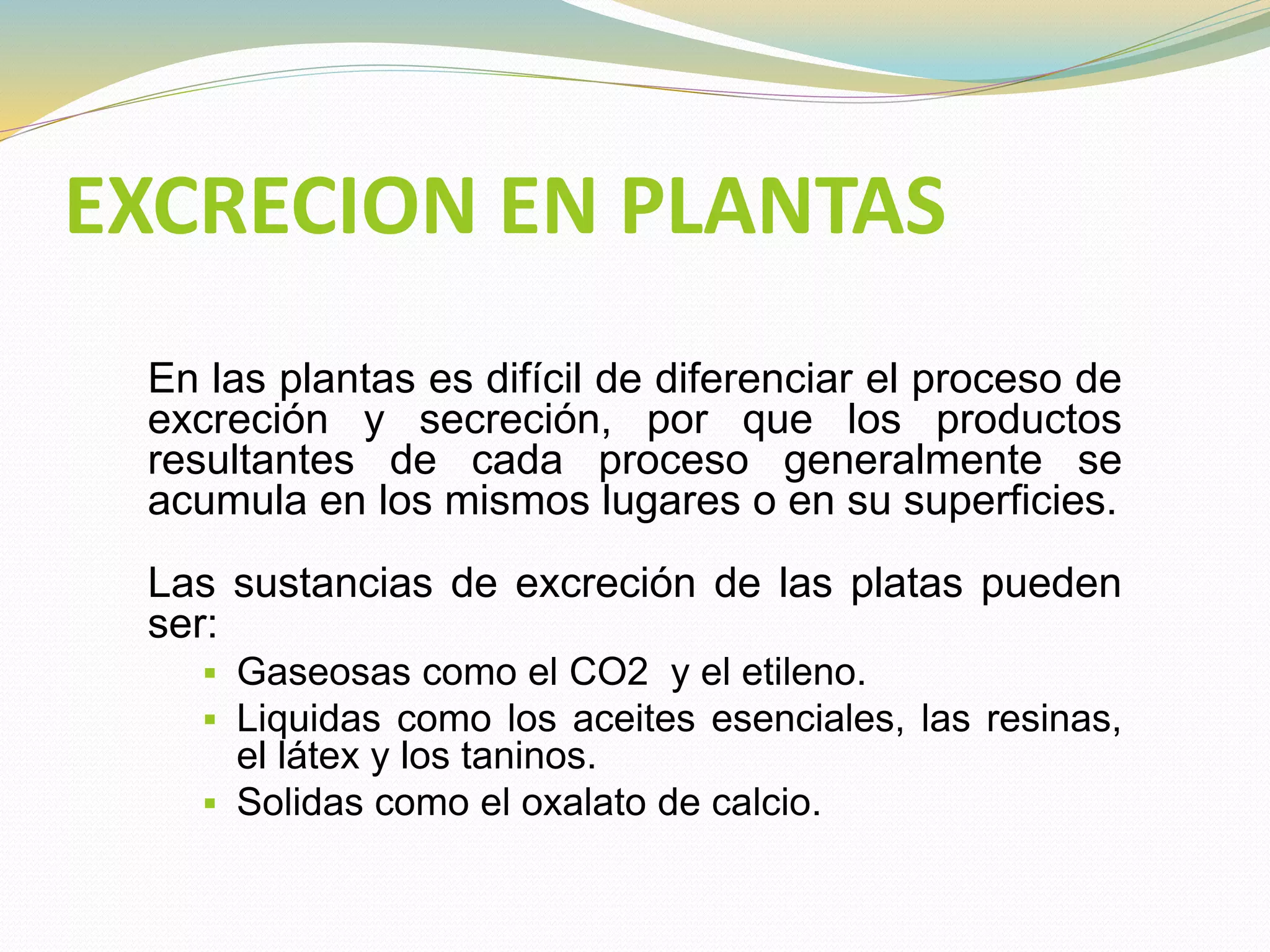 La respiración y excreción en plantas.pptx