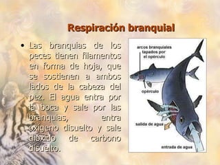 La respiraciones de los seres vivos | PPT