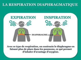 Quelle Est La Différence Entre La Respiration Diaphragmatique Et ...