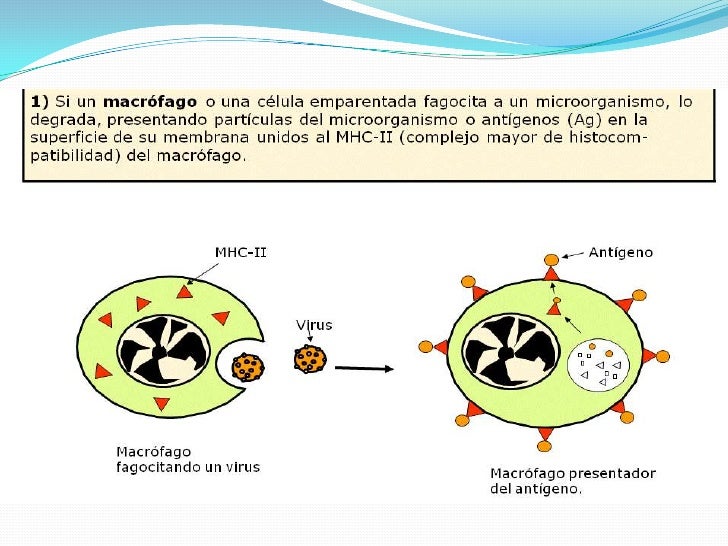 La respuesta inmunitaria e innata