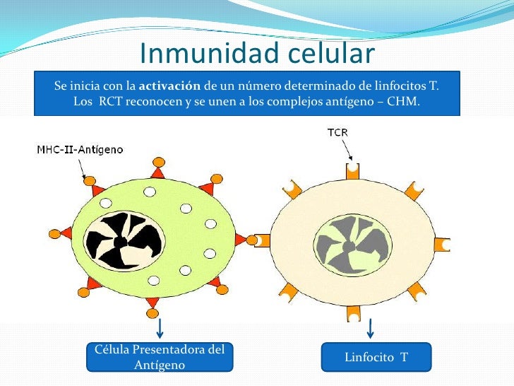 La respuesta inmunitaria e innata