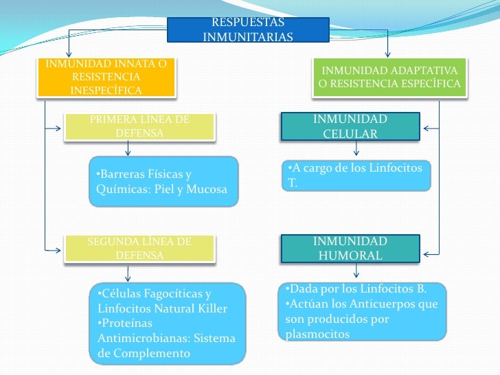 La respuesta inmunitaria e innata