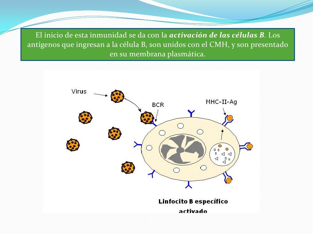 La respuesta inmunitaria e innata