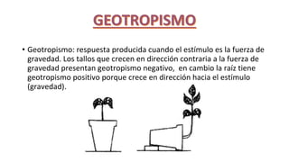 La respuesta relacion de las plantas | PPT