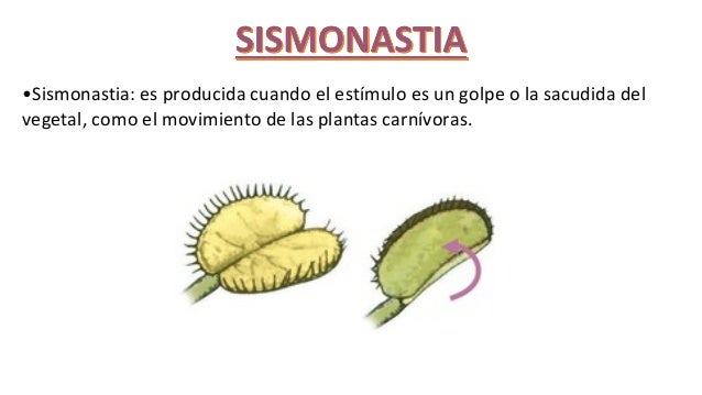 La respuesta relacion de las plantas