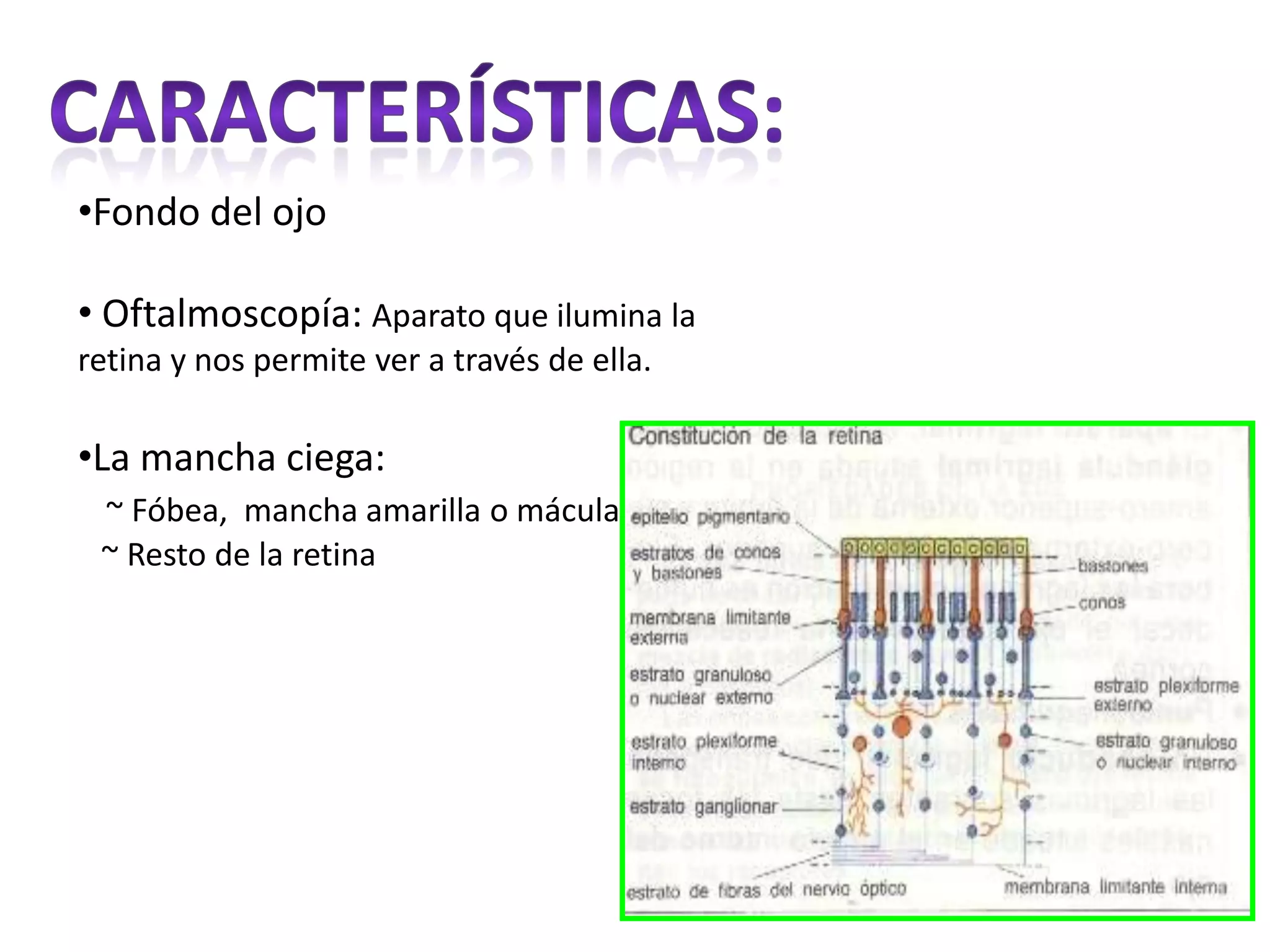 La retina | PPTX