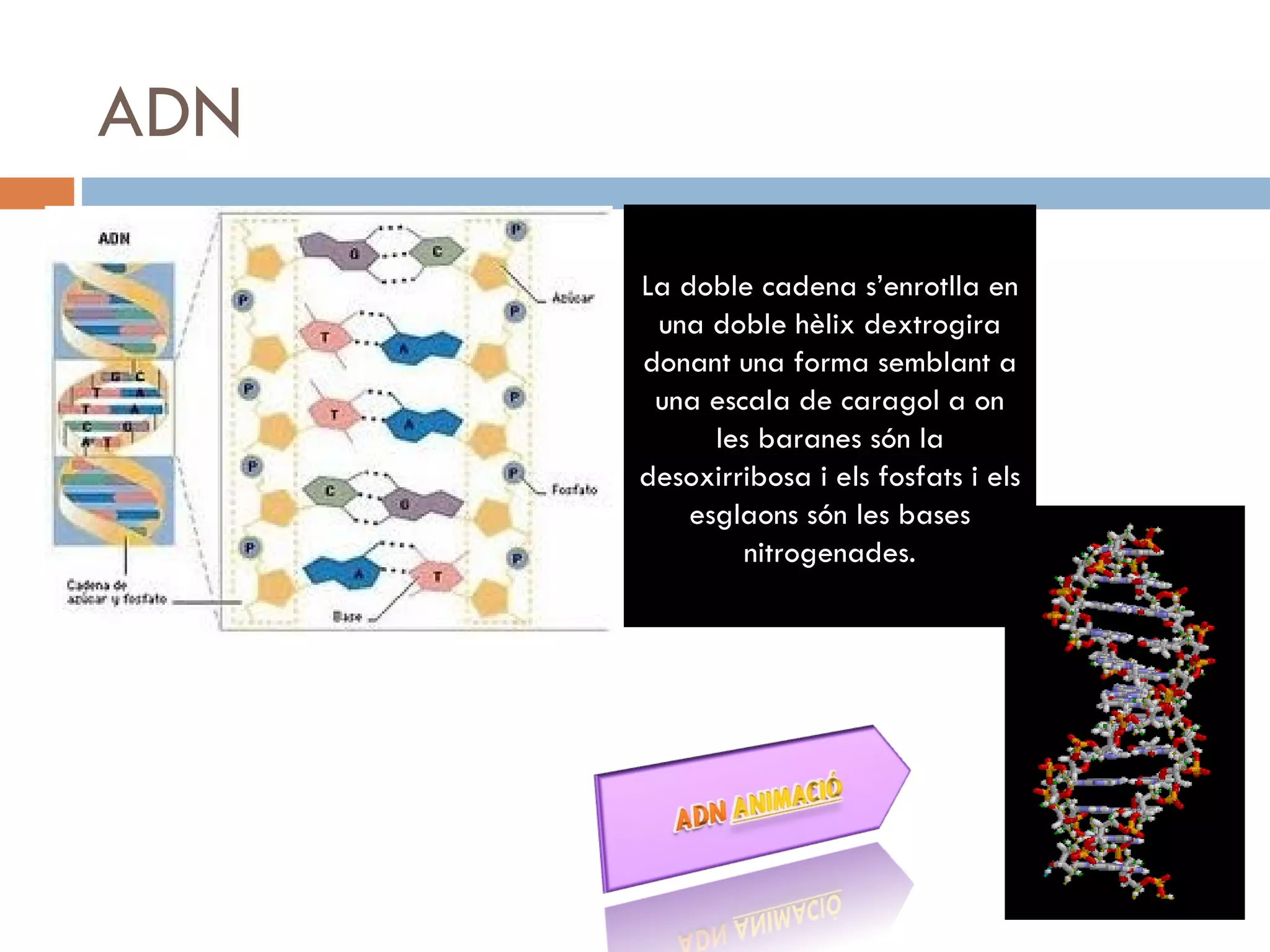 La revolució genètica | PPT