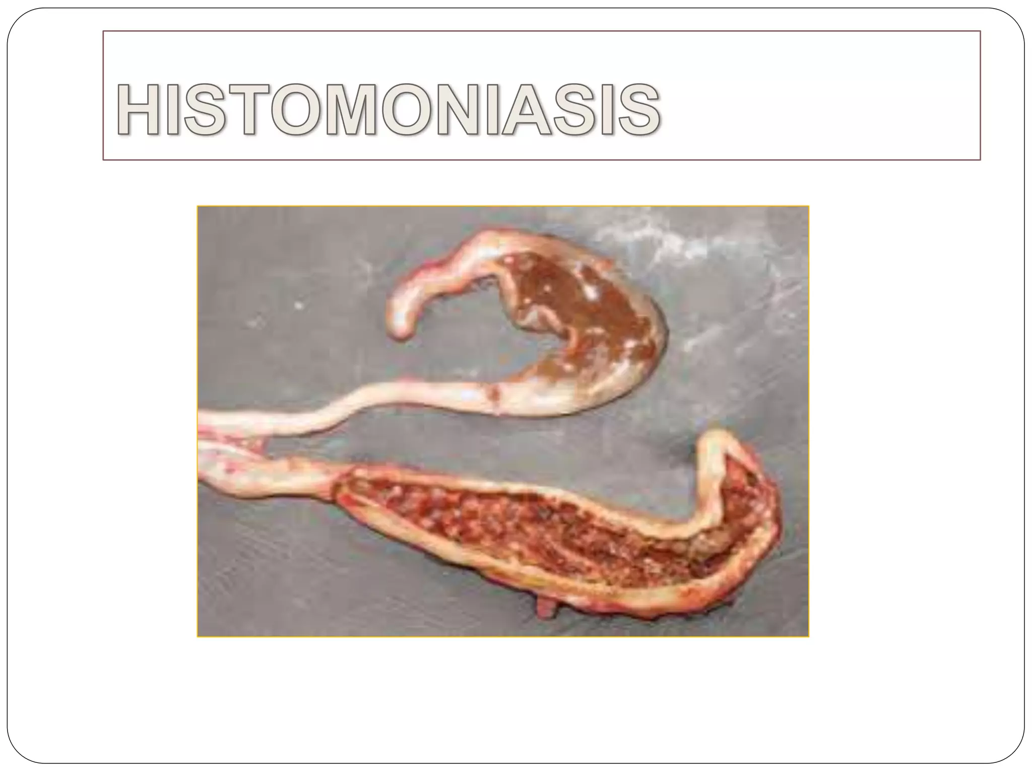 Intestinal Parasites of Poultry | PPTX