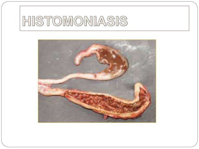 Intestinal Parasites of Poultry | PPTX