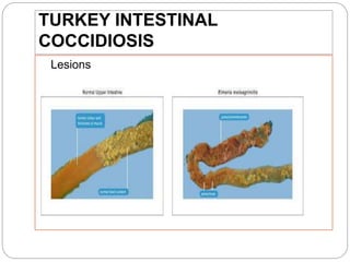 Intestinal Parasites of Poultry | PPTX