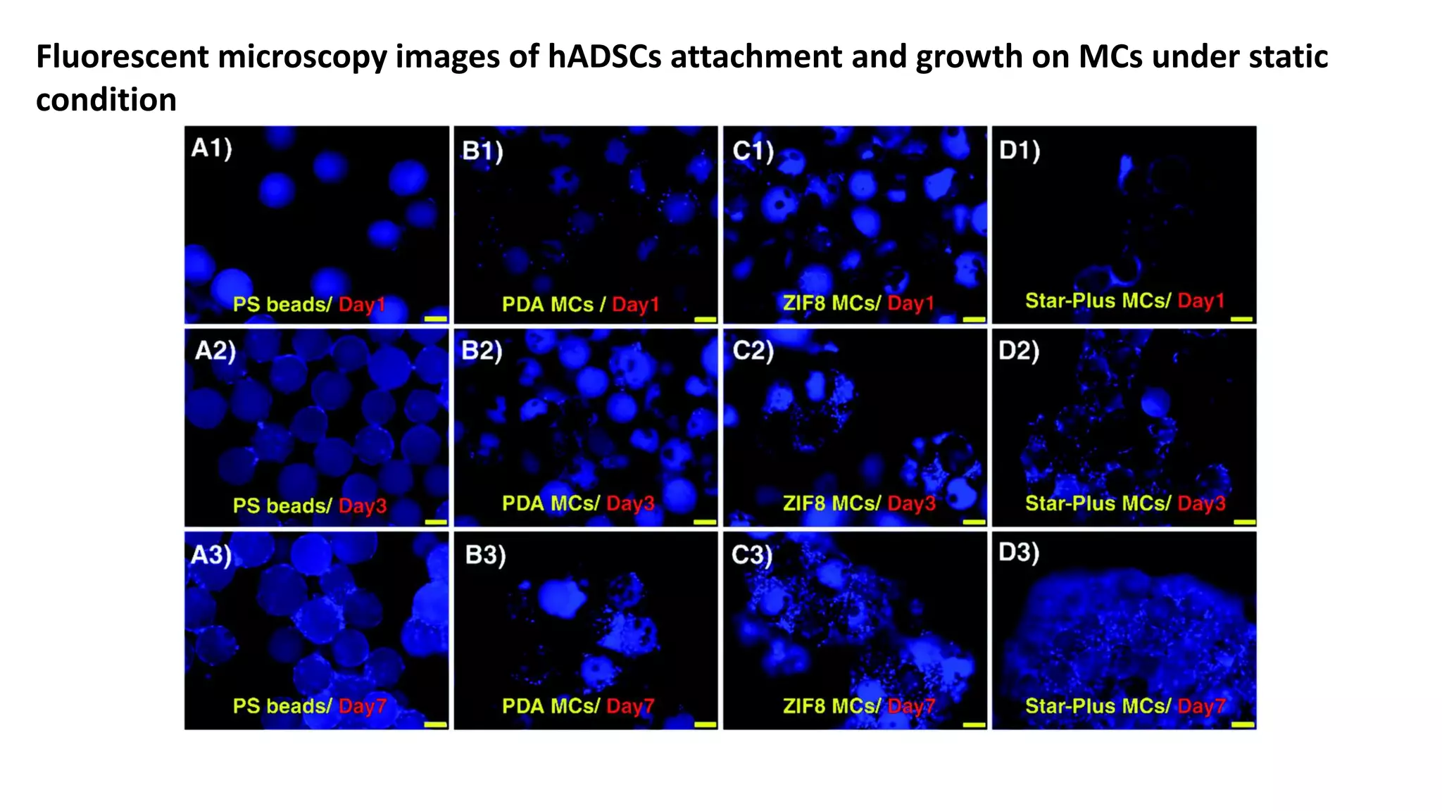 Large-scale Production of Stem Cells Utilizing Microcarriers | PPTX