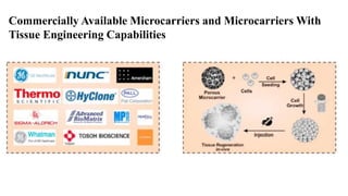 Large-scale Production of Stem Cells Utilizing Microcarriers | PPTX