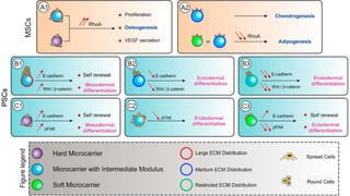 Large-scale Production of Stem Cells Utilizing Microcarriers | PPTX