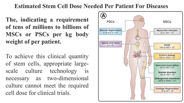 Large-scale Production of Stem Cells Utilizing Microcarriers | PPTX