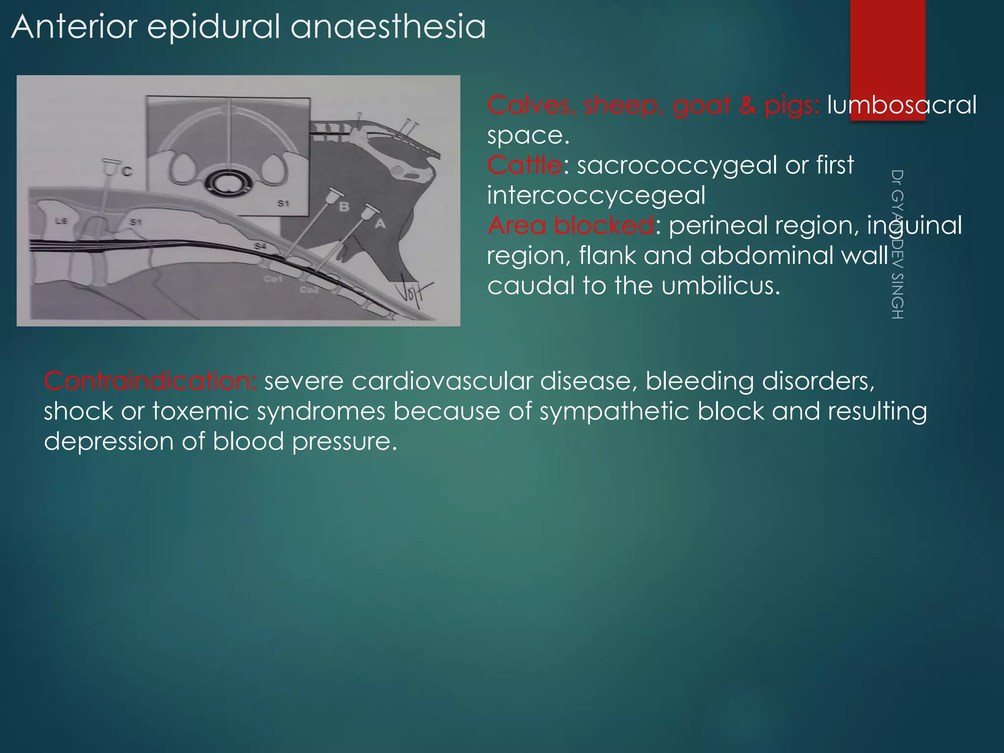 Large animal anaesthesia copy (3) pdf | PDF