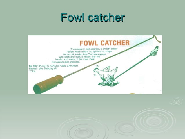 Large animal instruments | PPT | Large Animals | Pets