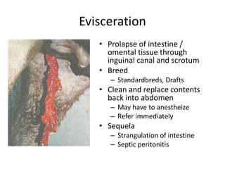 Large Animal Orchiectomy | PPTX