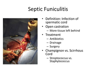 Large Animal Orchiectomy | PPTX