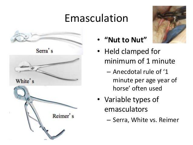 Large Animal Orchiectomy