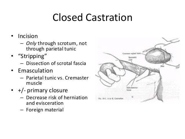 Large Animal Orchiectomy