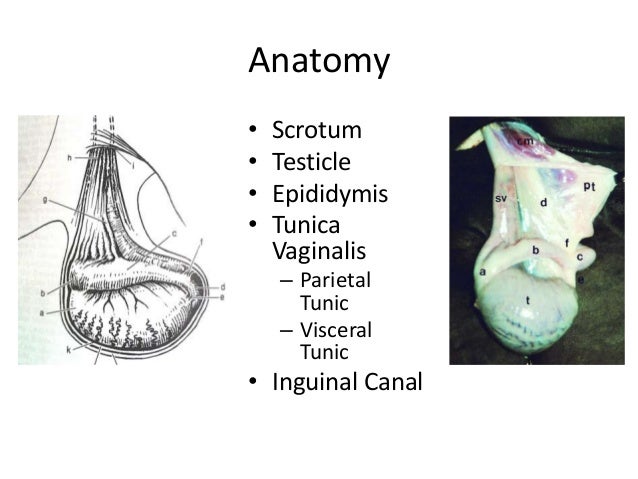 Large Animal Orchiectomy