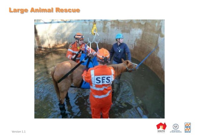 Large Animal Rescue SA SES capability | PPT
