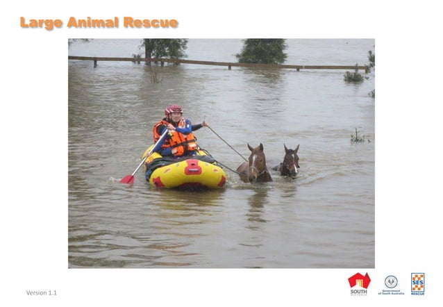 Large Animal Rescue SA SES capability | PPT