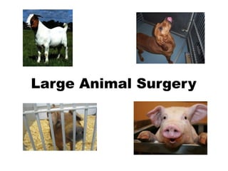 Veterinary Large animal surgery at glance | PPTX