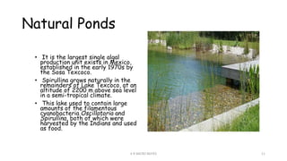 Large cultivation of algae in Pond Design | PPTX