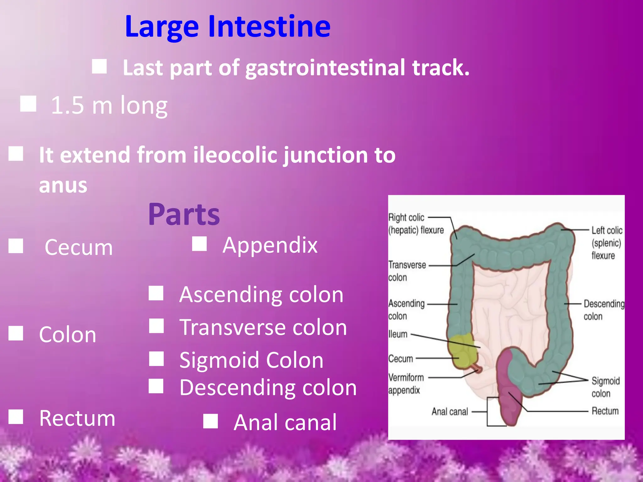 large intestine-1.pdf. for medical students | PDF