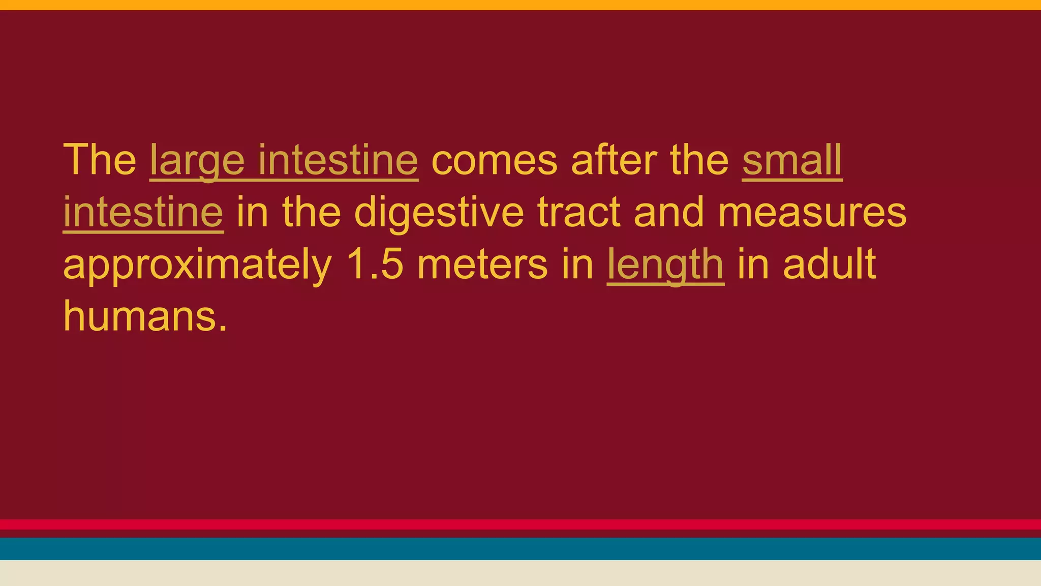 Large intestine | PPTX