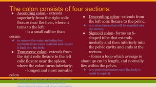Large intestine | PPTX