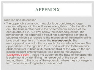 Large intestine | PPTX