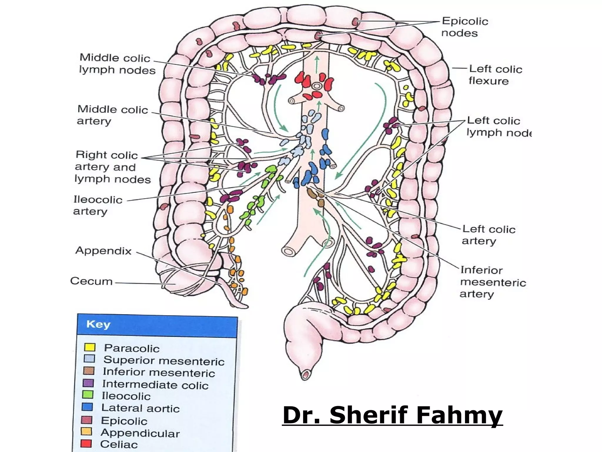 Large Intestines (Anatomy of the Abdomen) | PPS