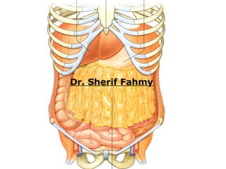 Large Intestines (Anatomy of the Abdomen) | PPS