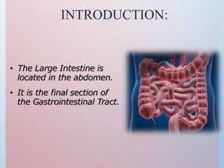Large intestine | PPTX