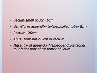 Large intestine | PPTX