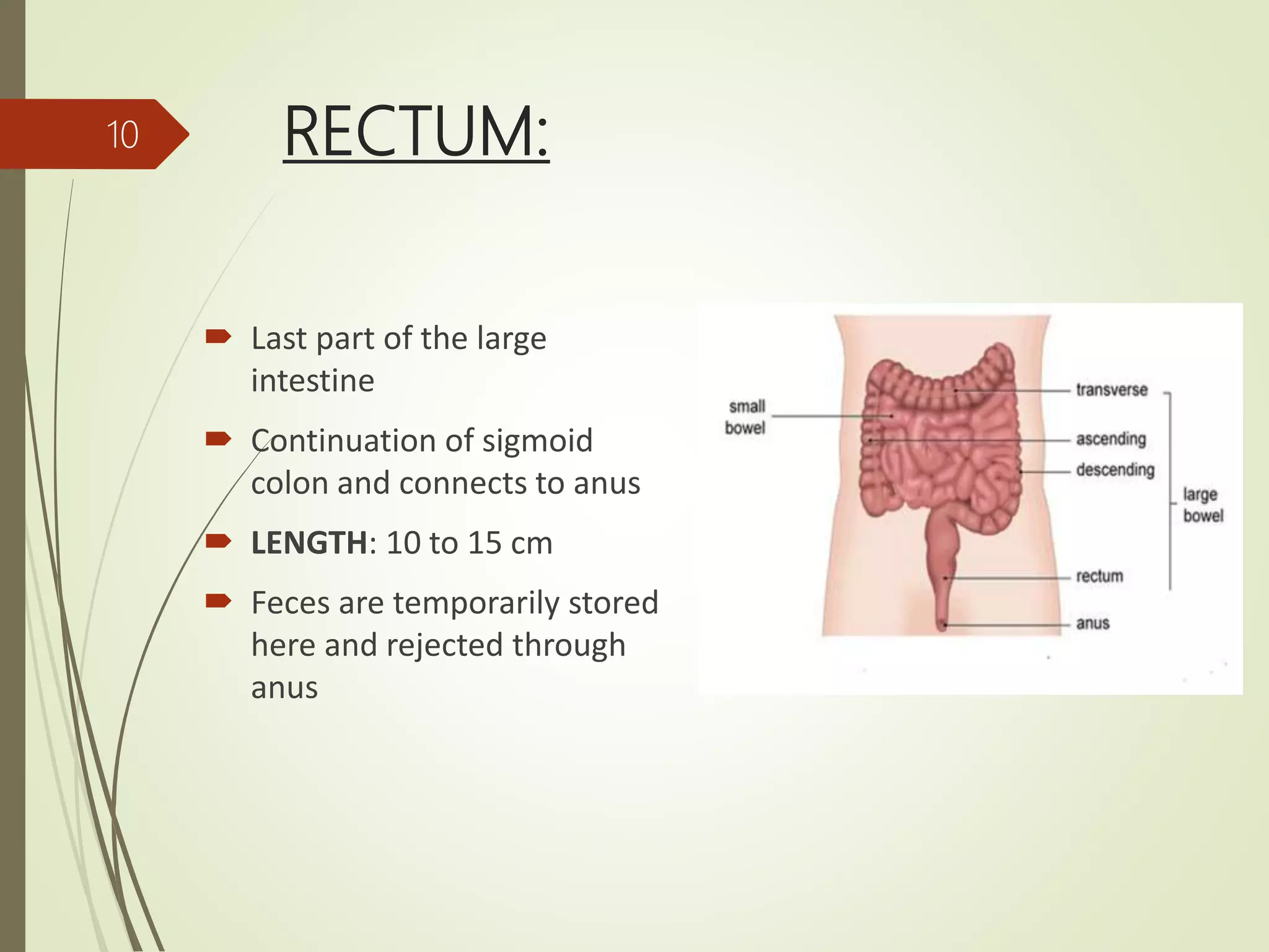 Anatomy & Physiology of large intestine | PPTX