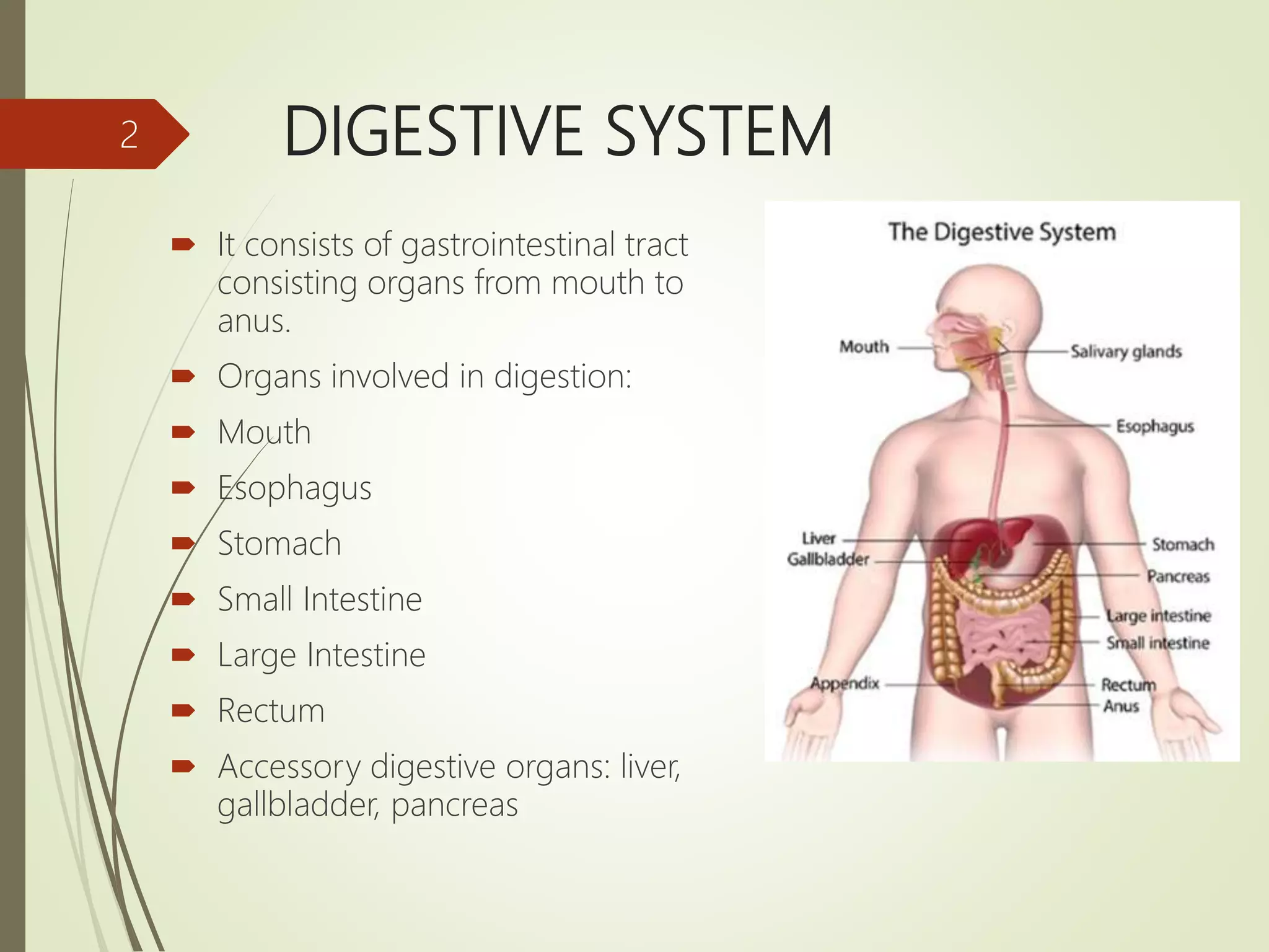Anatomy & Physiology of large intestine | PPTX