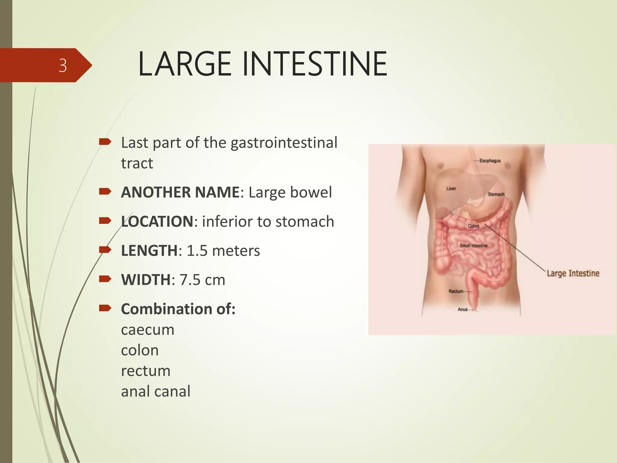 Anatomy & Physiology of large intestine | PPTX