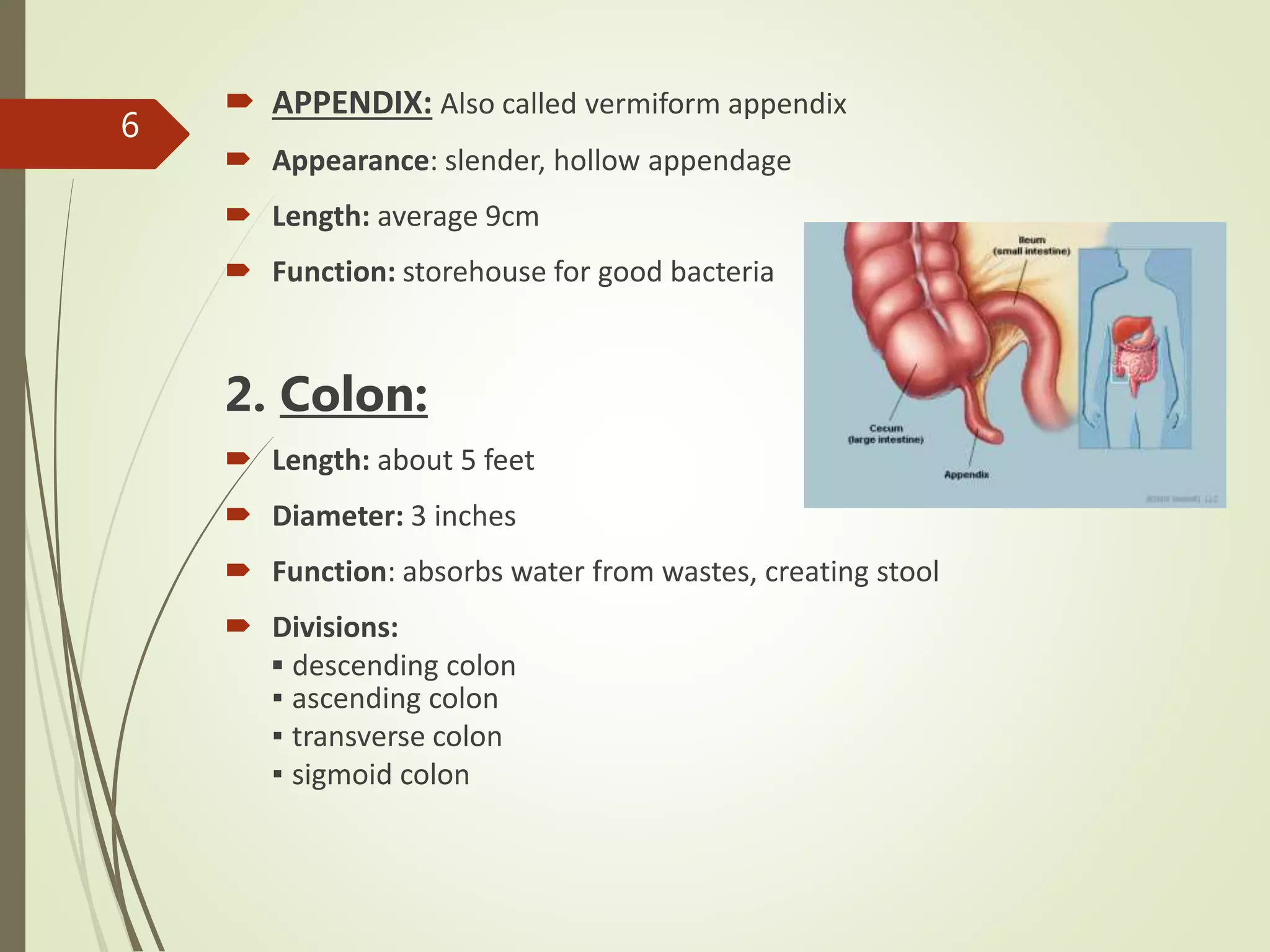 Anatomy & Physiology of large intestine | PPTX