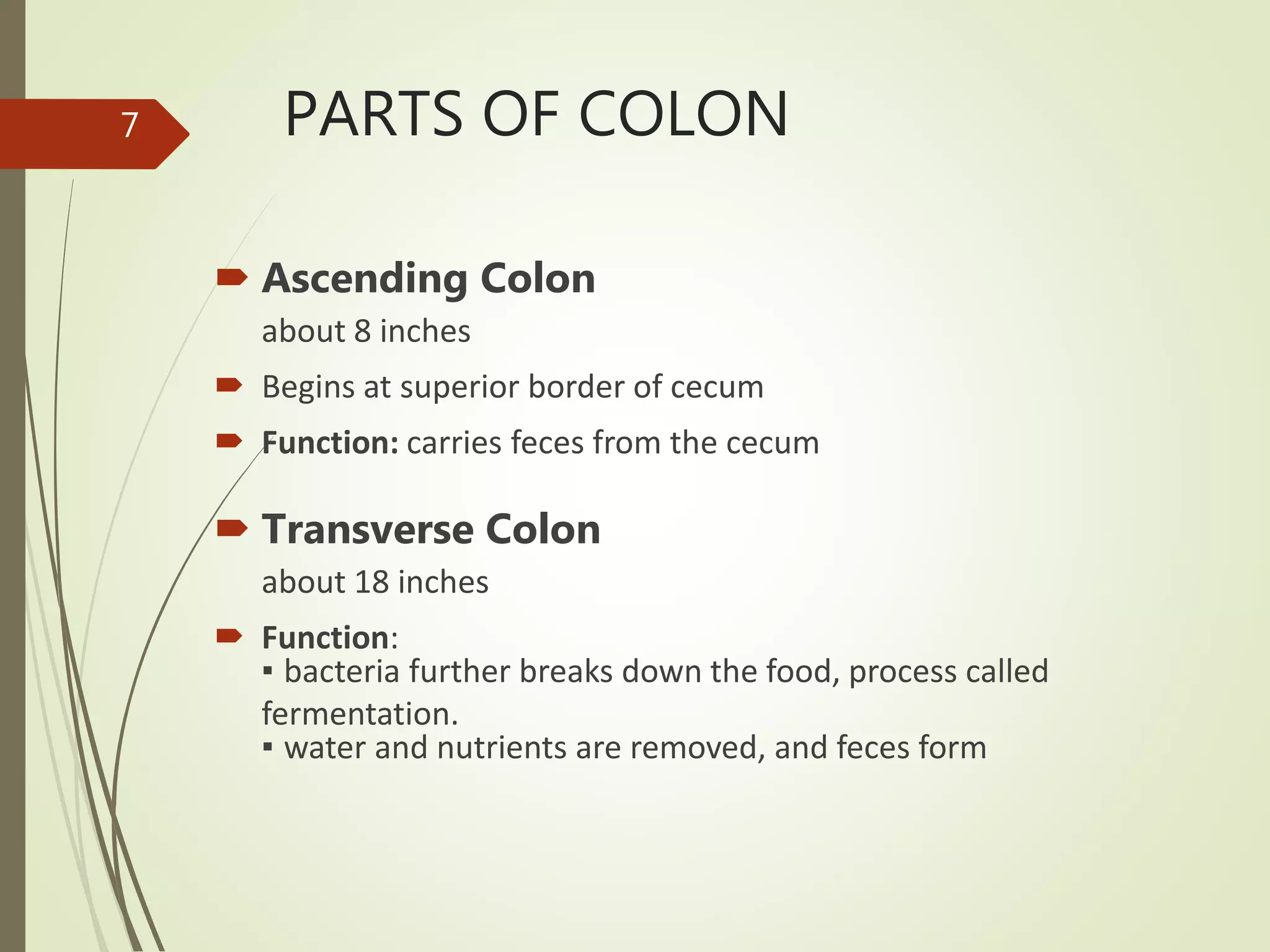 Anatomy & Physiology of large intestine | PPTX